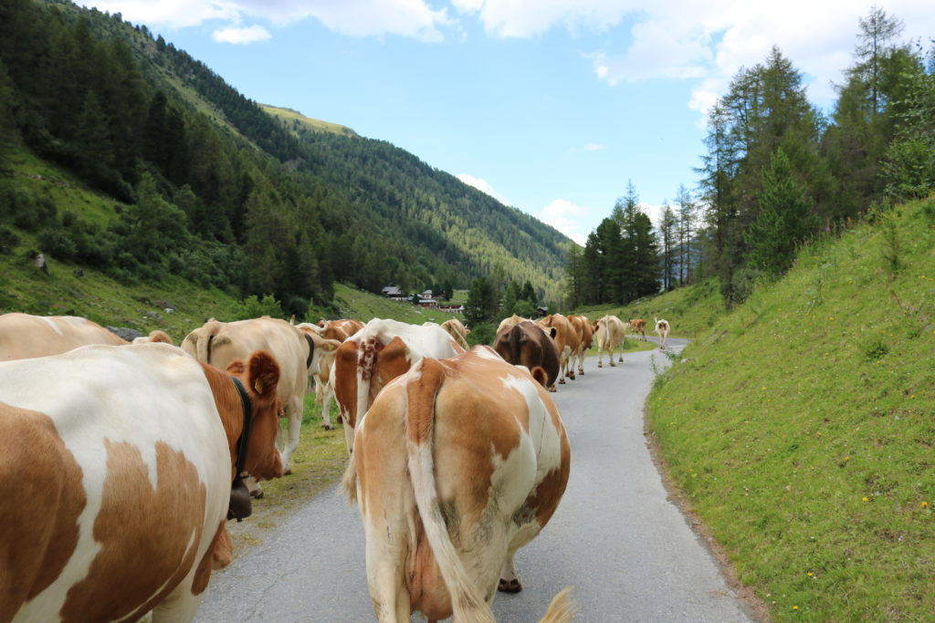 A Day In The Life Of Swiss Cows On The Alpe Blüomat Farm - My Swiss Kitchen